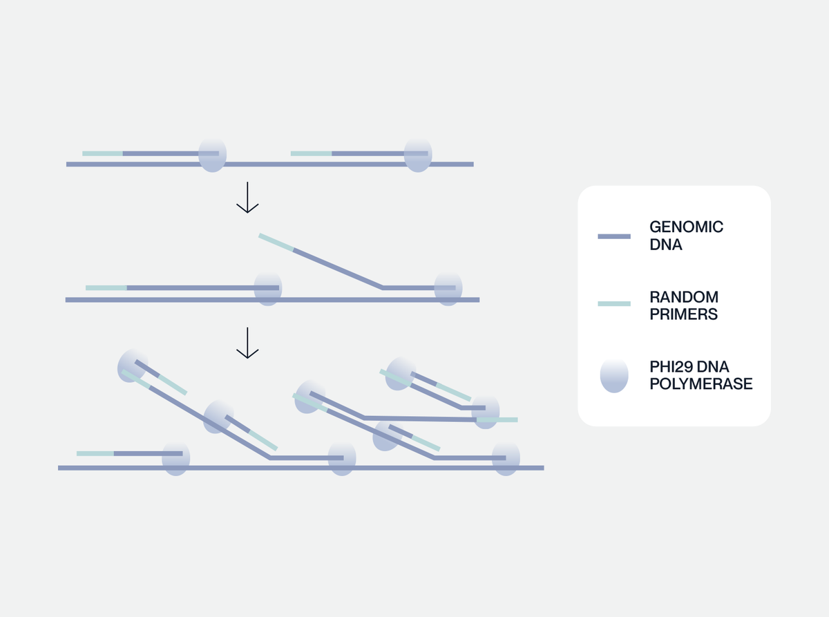 DNA Amplification Enzymes – KACTUS