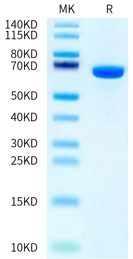 Human Serum Albumin Protein (BSA-HM601) | KACTUS