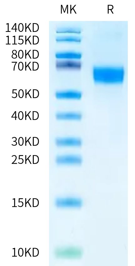Human/Mouse BMPR2 Protein (BMP-HM2R2) | KACTUS