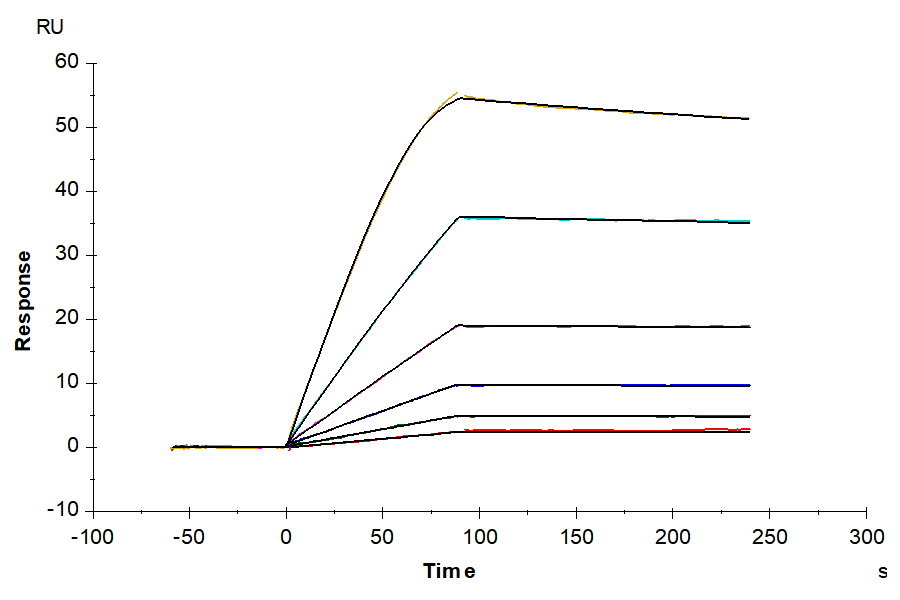 Human/Cynomolgus Activin RIIB/ACVR2B Protein, Ultra Low Endotoxin (ARB ...