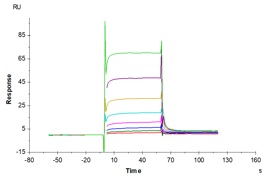 Rat Fc gamma RI/CD64 Protein (FRI-RM164) | KACTUS