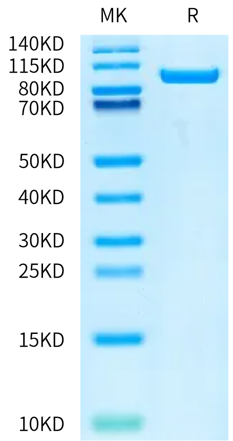 Human Serum Albumin Protein (BSA-HM501) | KACTUS