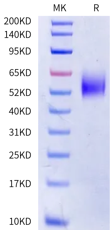 Rat FGFR2 beta (IIIb) Protein (FGF-RM1BB) | KACTUS