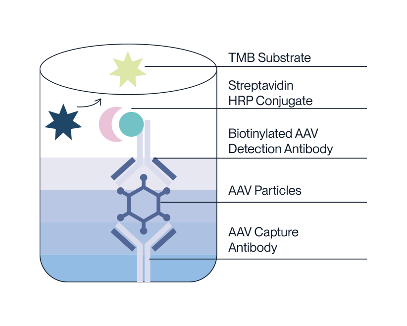 Accurate AAV ELISA Kits for Reliable Results – KACTUS
