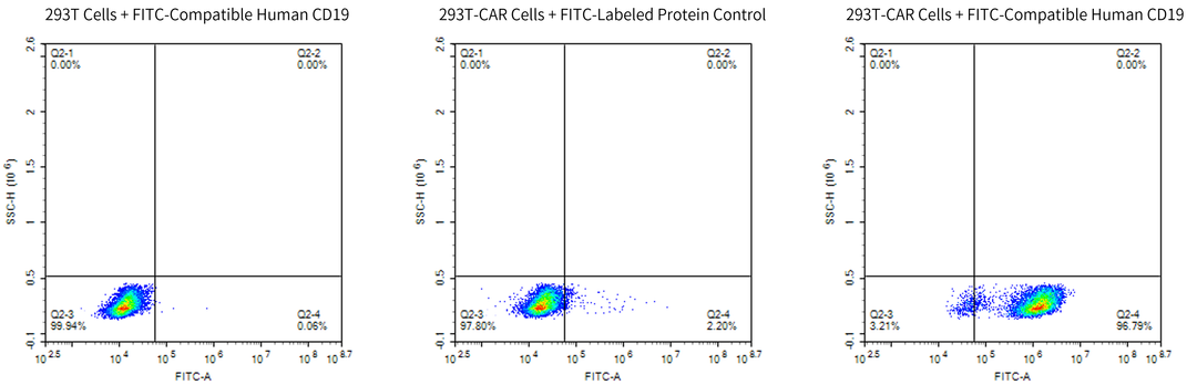 Human CD19 Antigens (B-Lymphocyte Antigen CD19 Proteins)| KACTUS
