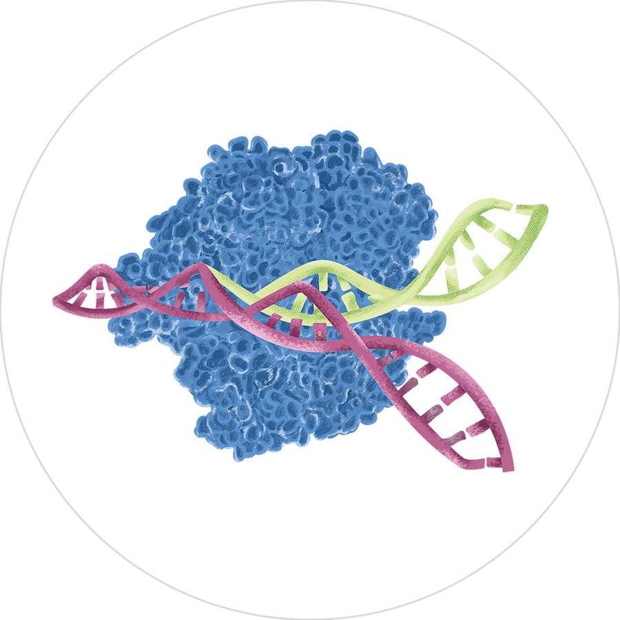 GMP CRISPR Enzymes - Cas9 & Cas12a. Gene Editing Enzymes – KACTUS