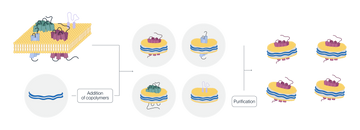 Transmembrane Protein VLP & Nanodisc Collection | KACTUS