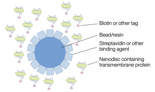 Nanosphere™ - Novel Membrane Protein Display Platform | KACTUS
