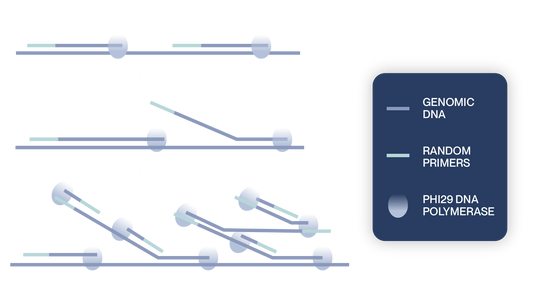 DNA Amplification Enzymes - Quality Enzymes from KACTUS