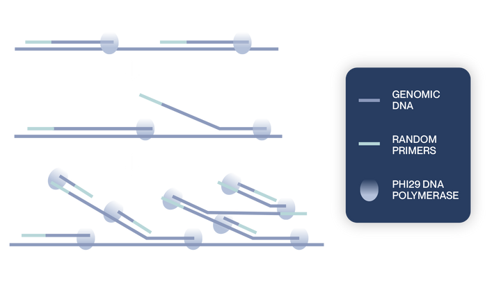 DNA Amplification Enzymes - Quality Enzymes from KACTUS