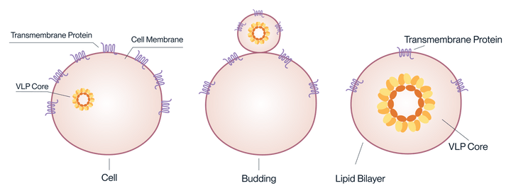 Multipass Transmembrane Proteins Display Platforms | VLPs & Nanodisc Proteins | KACTUS