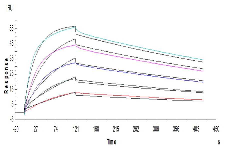 Non-biotinylated Human B7-1/CD80 Protein (B71-HM480) | KACTUS