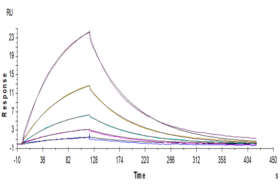 Human NKG2A/CD159a Protein (NKG-HM410) – KACTUS