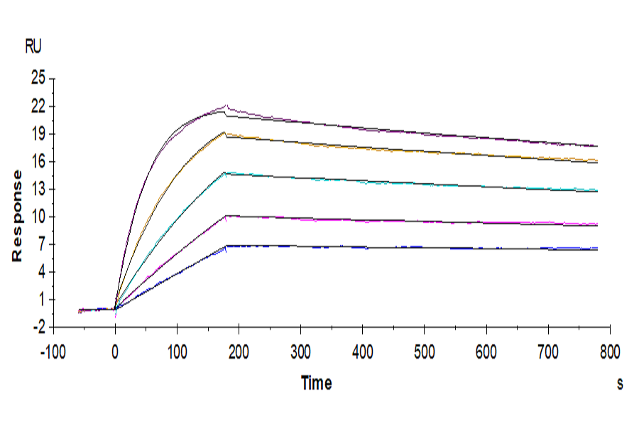 Human IL-2 R beta&IL-2 R gamma Protein (ILR-HM2BG) | KACTUS