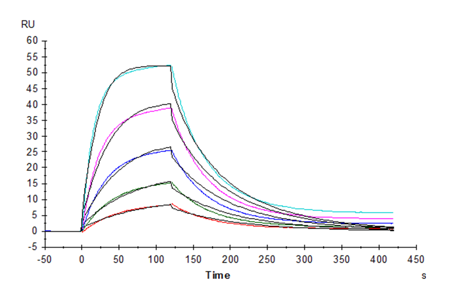 Human SIRP alpha V2/CD172a Protein (SRP-HM1V2) | KACTUS