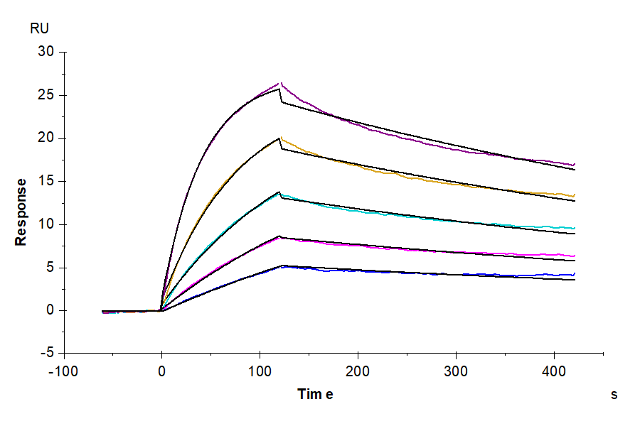 Human IL-23R Protein (ILR-HM323) | KACTUS