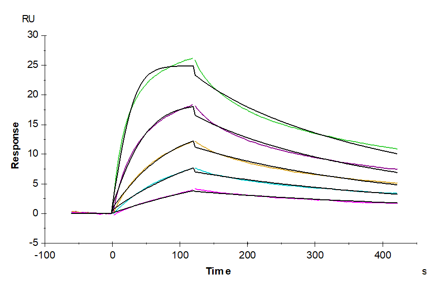 Human IL-23R Protein (ILR-HM123) | KACTUS